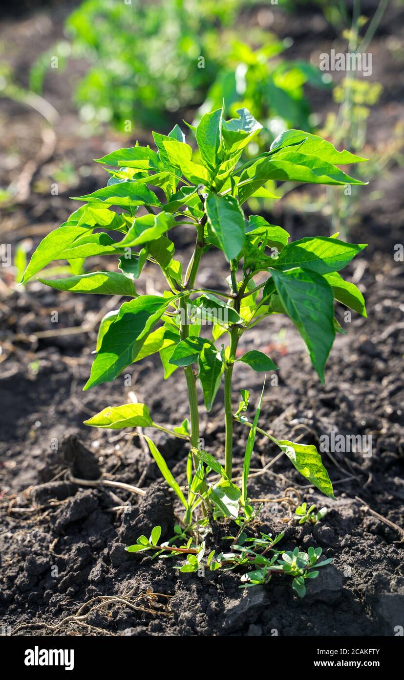 Growing pepper in the garden in the open air, green pepper bushes on ...