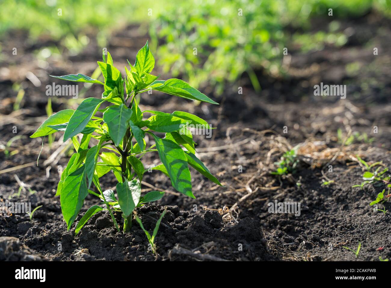 Growing pepper in the garden in the open air, green pepper bushes on ...