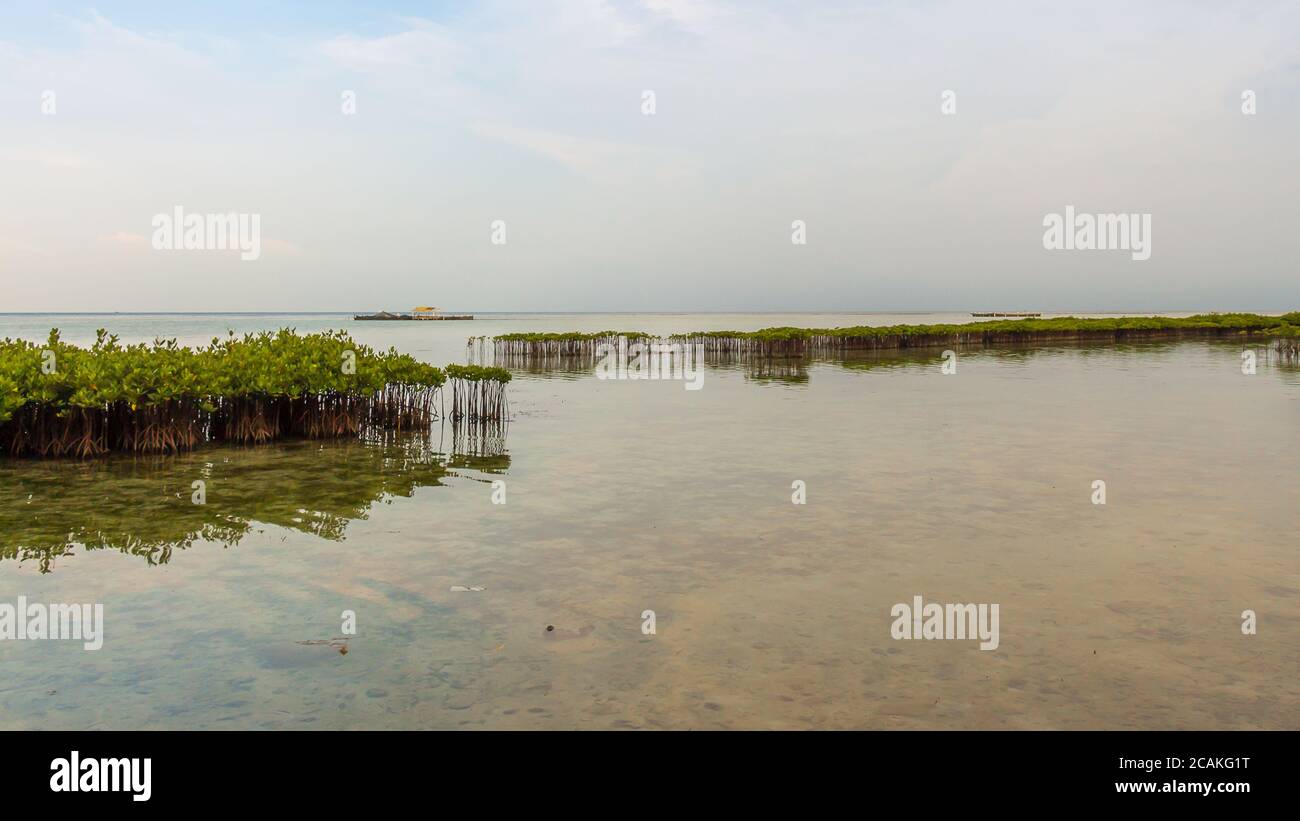 Mangrove Plantations on Pramuka Island, Thousand Islands, Indonesia ...