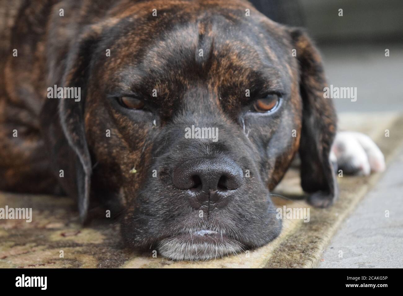 Roo face hi-res stock photography and images - Alamy