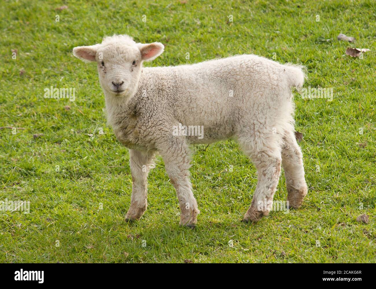 While very small lamb hi-res stock photography and images - Alamy