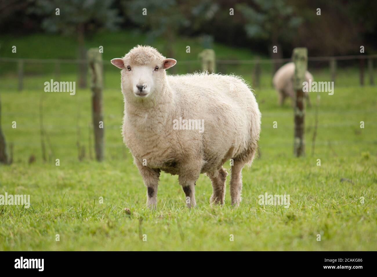 Sheep in a lush green paddock Stock Photo - Alamy