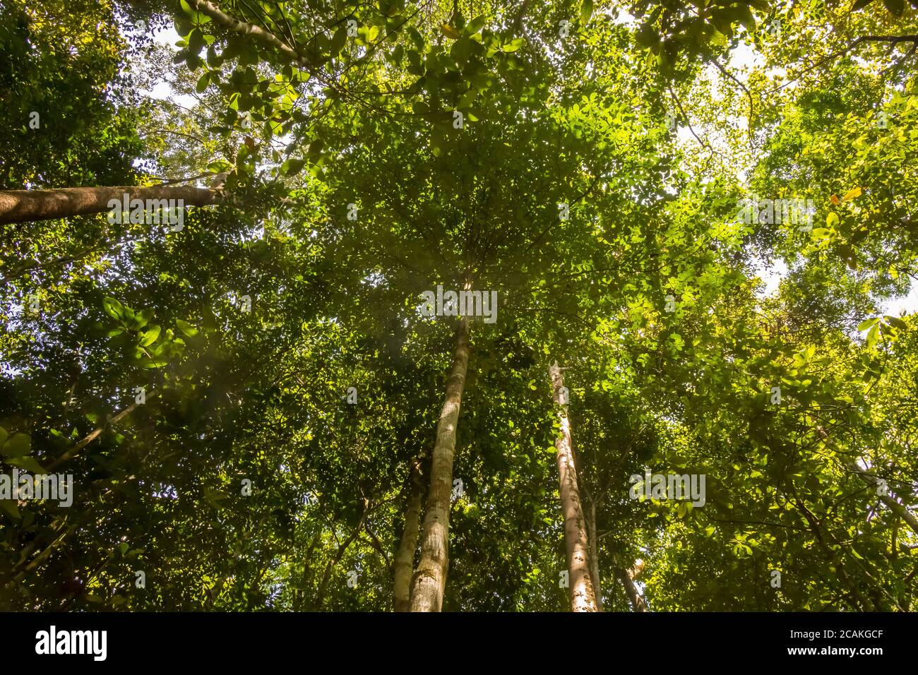 The canopy of a secondary rainforest on a sunny day, Taman Negara ...