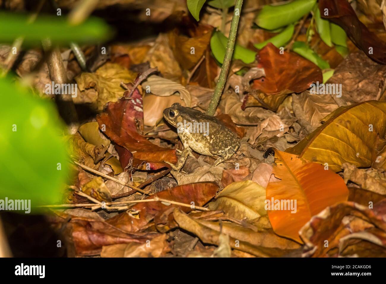 A tropical frog on the floor of the rainforest at night, Taman Negara ...