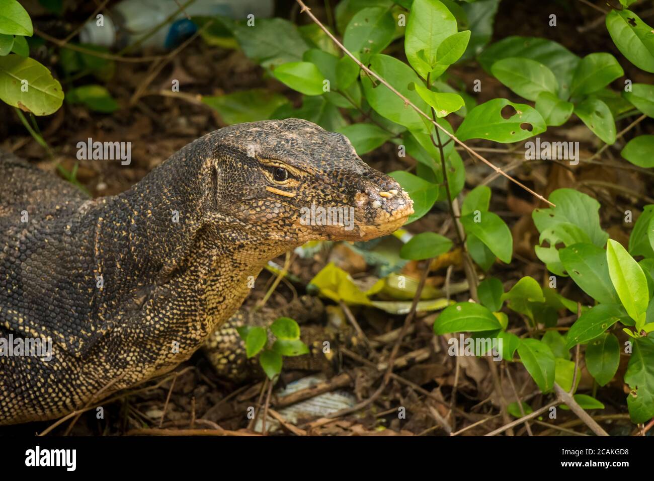 Plastic waste malaysia hi-res stock photography and images - Alamy