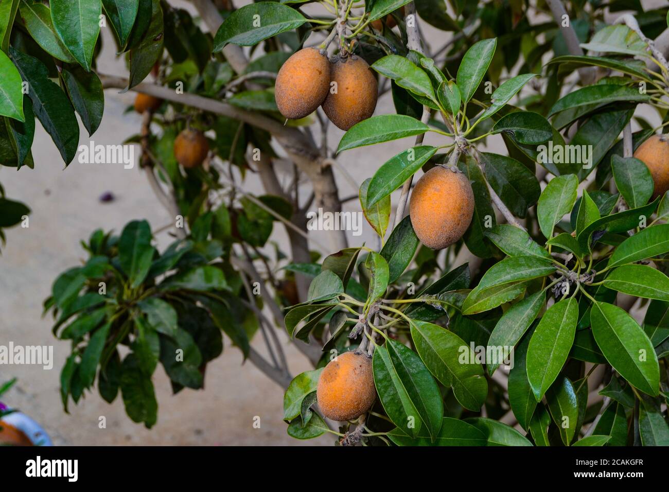 How to grow sapodilla fruit tree hi-res stock photography and images - Alamy