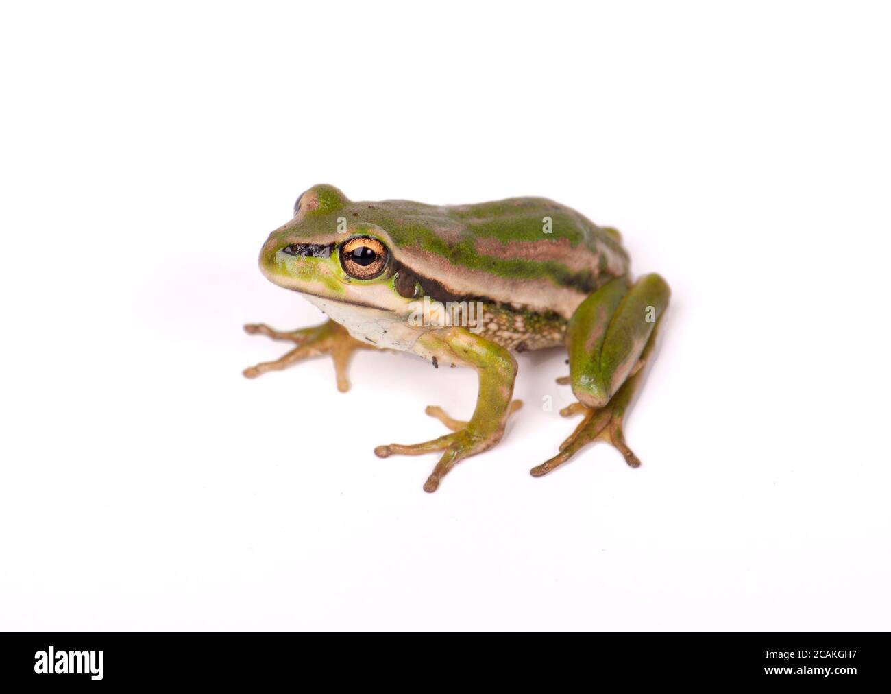 Southern Bell or Growling Grass Frog (Litoria raniformis Stock Photo ...