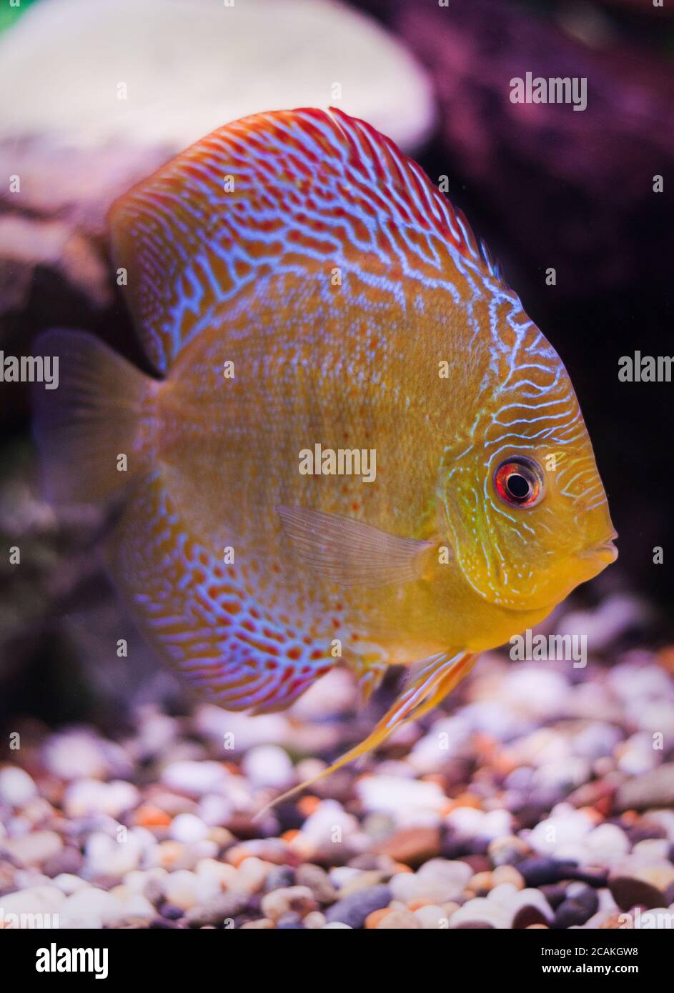 Pompadour discus hi-res stock photography and images - Alamy
