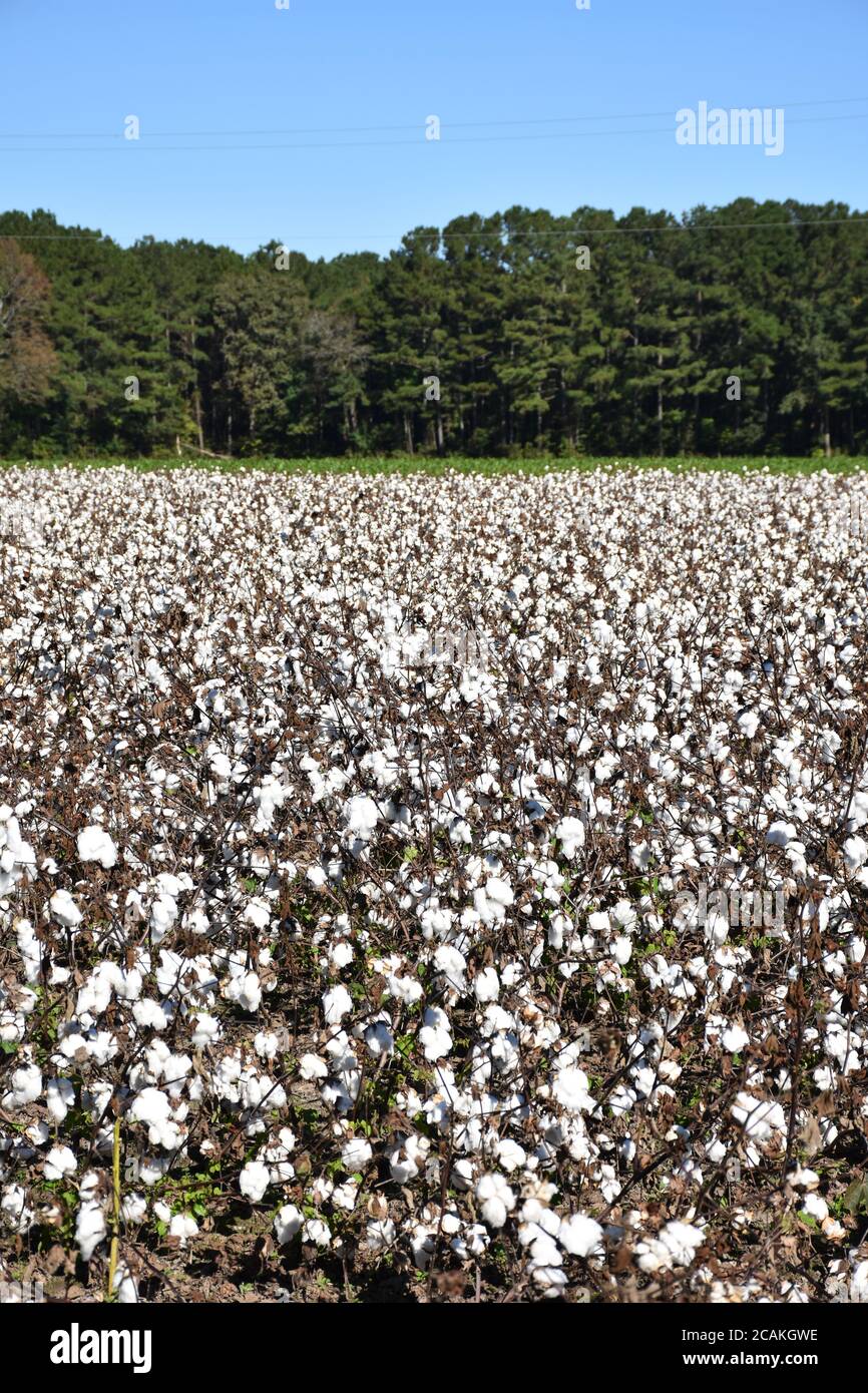A North Carolina field of Cotton ready for harvest Stock Photo - Alamy