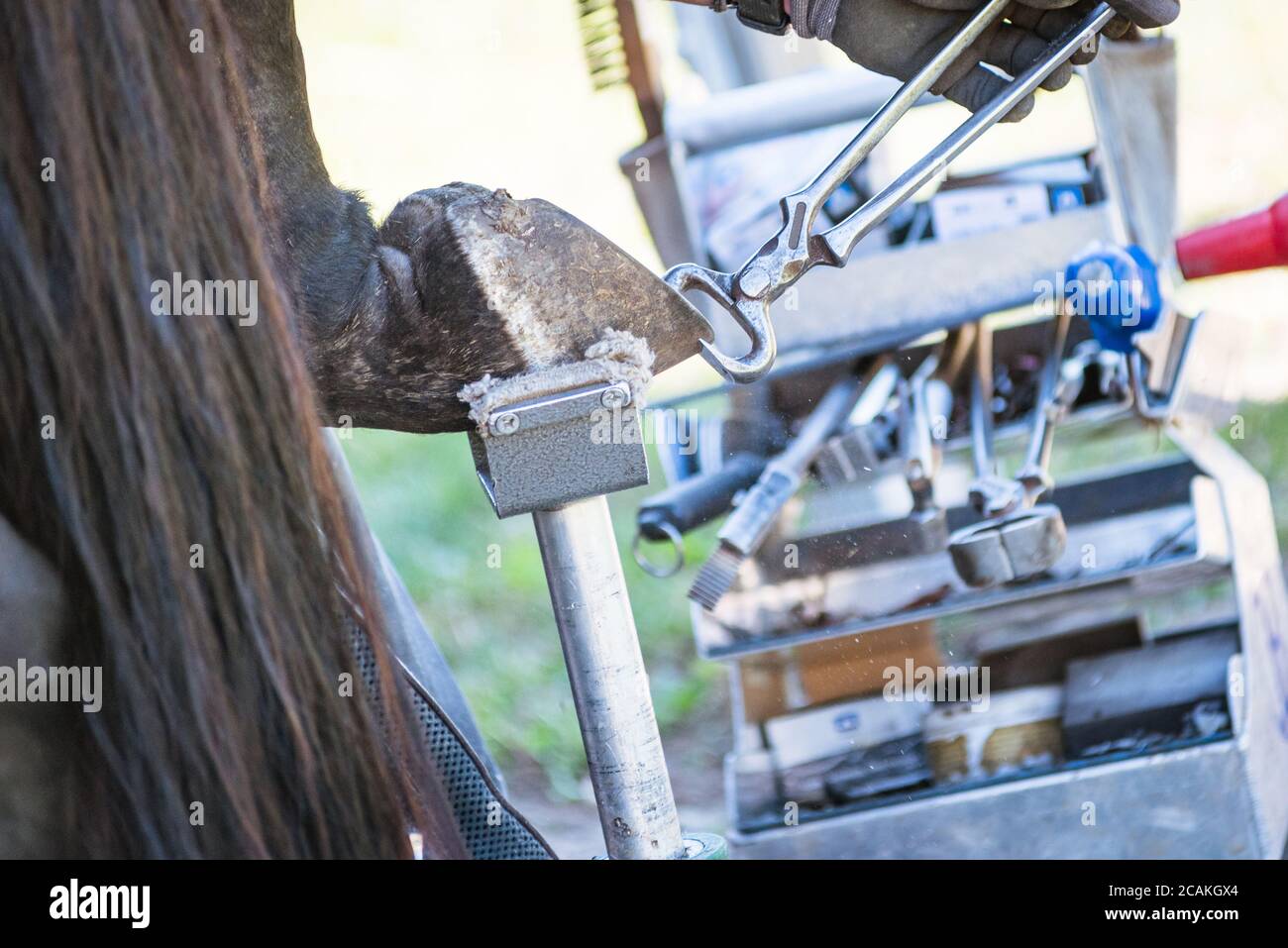 Barefoot horse farrier hi-res stock photography and images - Alamy