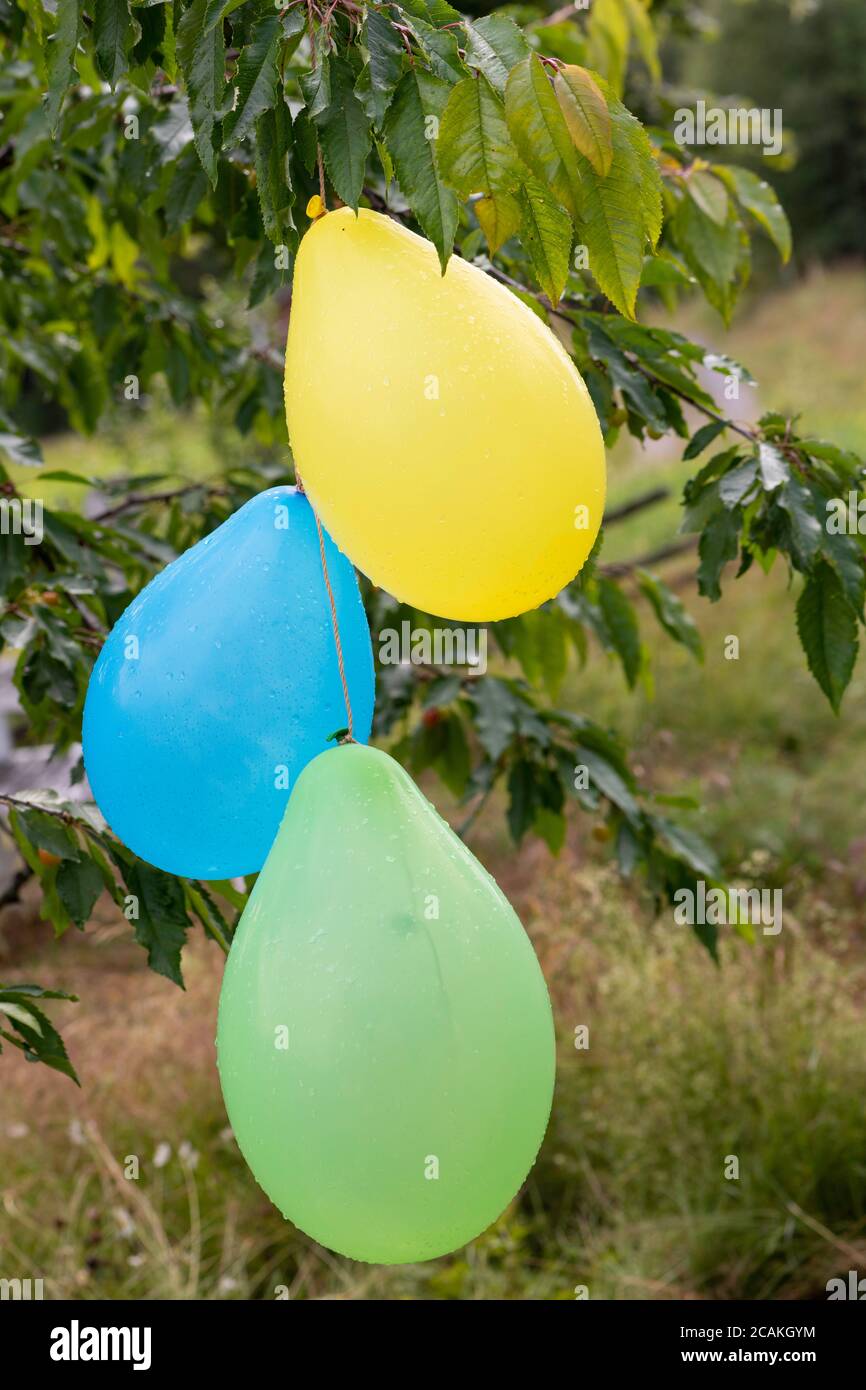 Balloons in a tree Stock Photo - Alamy
