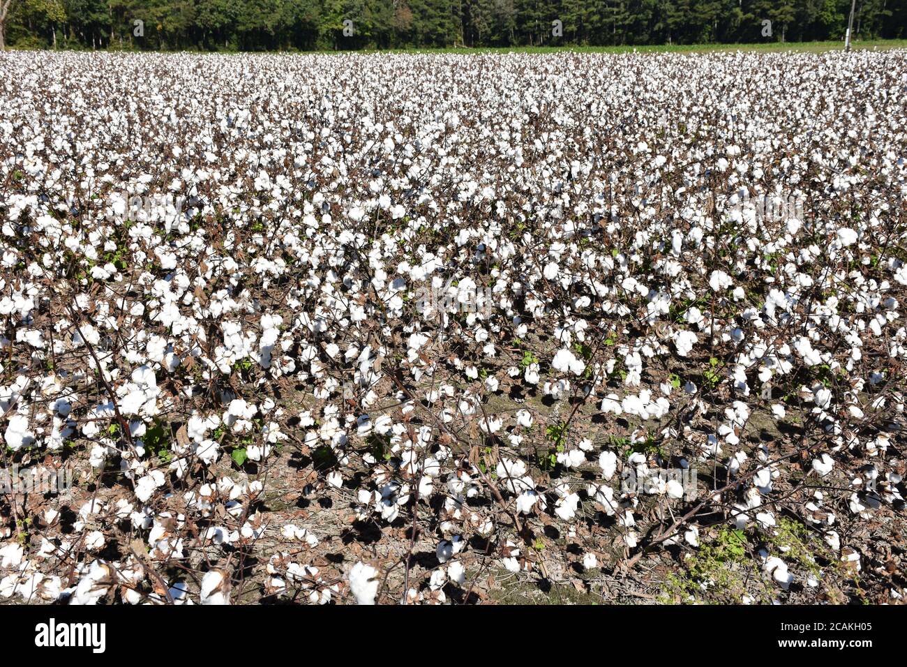 A North Carolina field of Cotton ready for harvest Stock Photo - Alamy