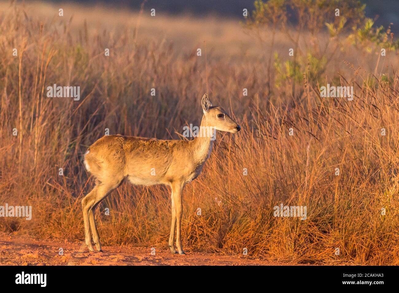 Pampas deer hi-res stock photography and images - Alamy
