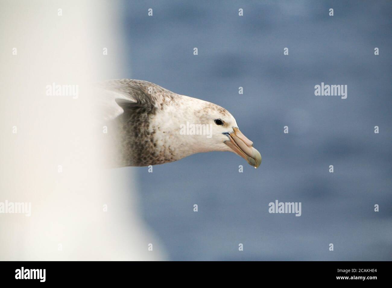 A southern giant petrel (Macronectes giganteus), aka Antarctic giant ...