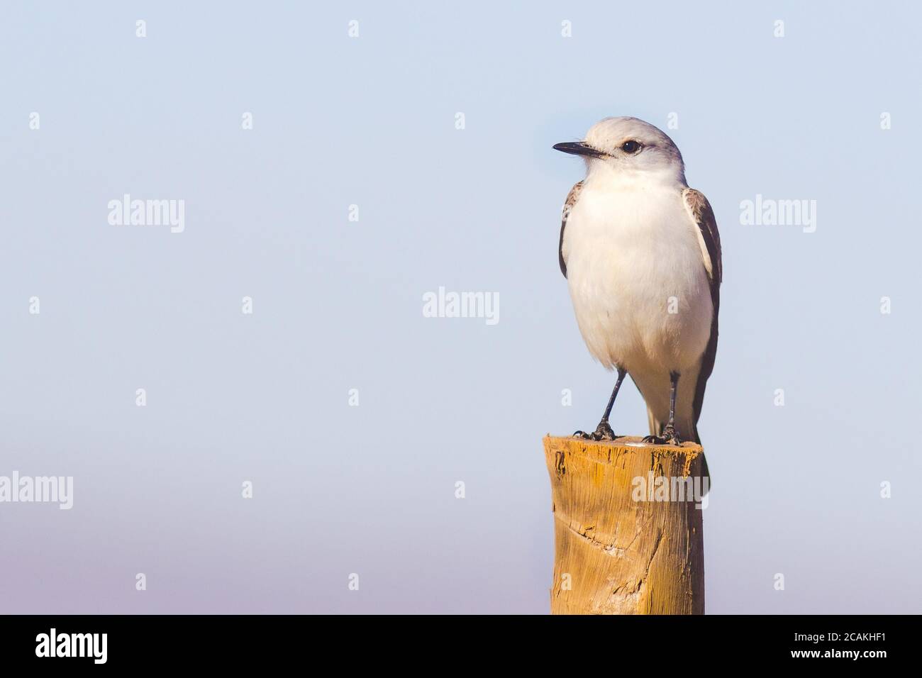 White-rumped Monjita (Xolmis velatus) resting on trunk Stock Photo - Alamy