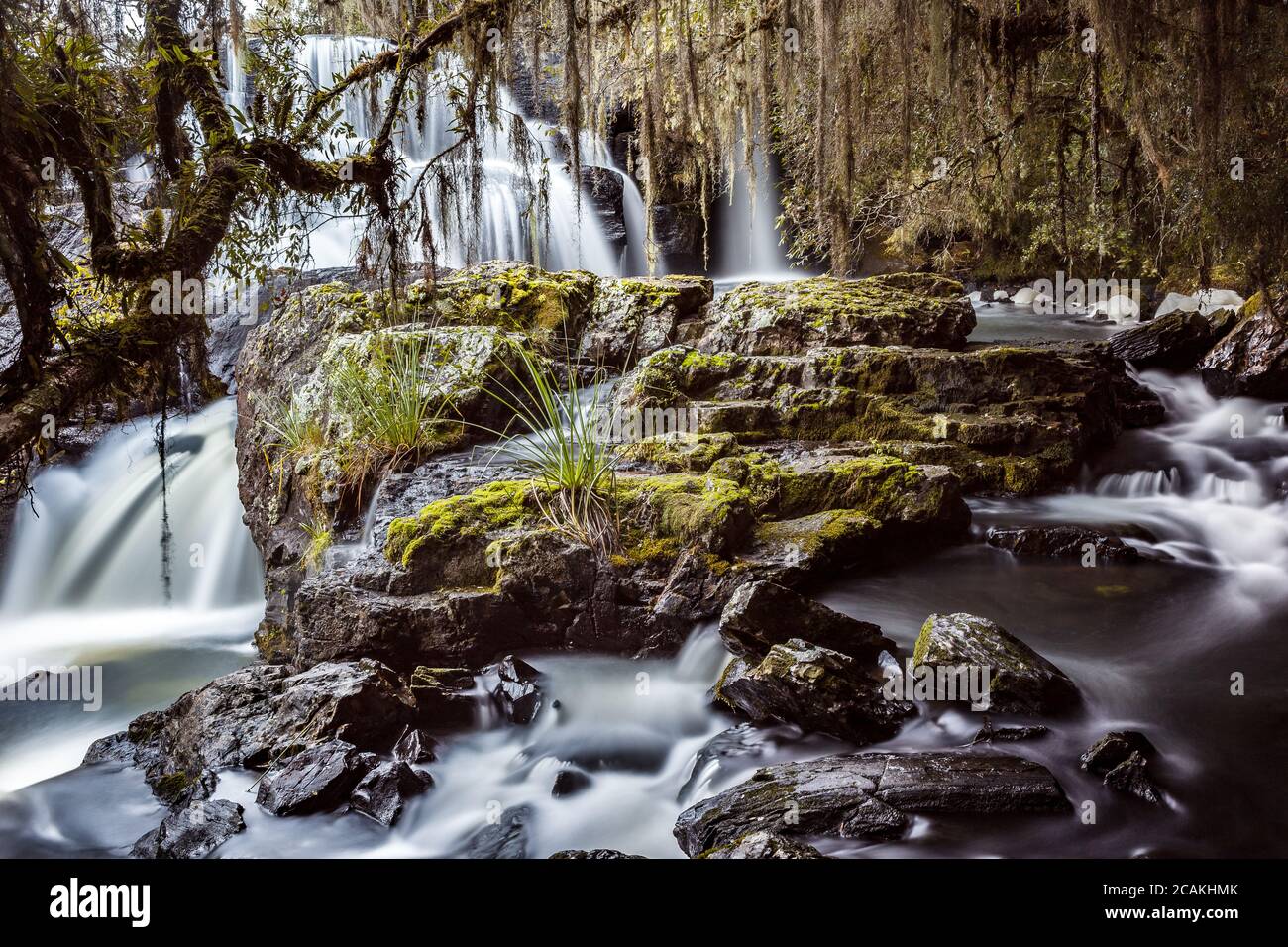 Cambara tree hi-res stock photography and images - Alamy