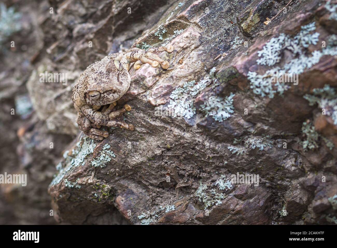 Brazilian tree frog hi-res stock photography and images - Alamy