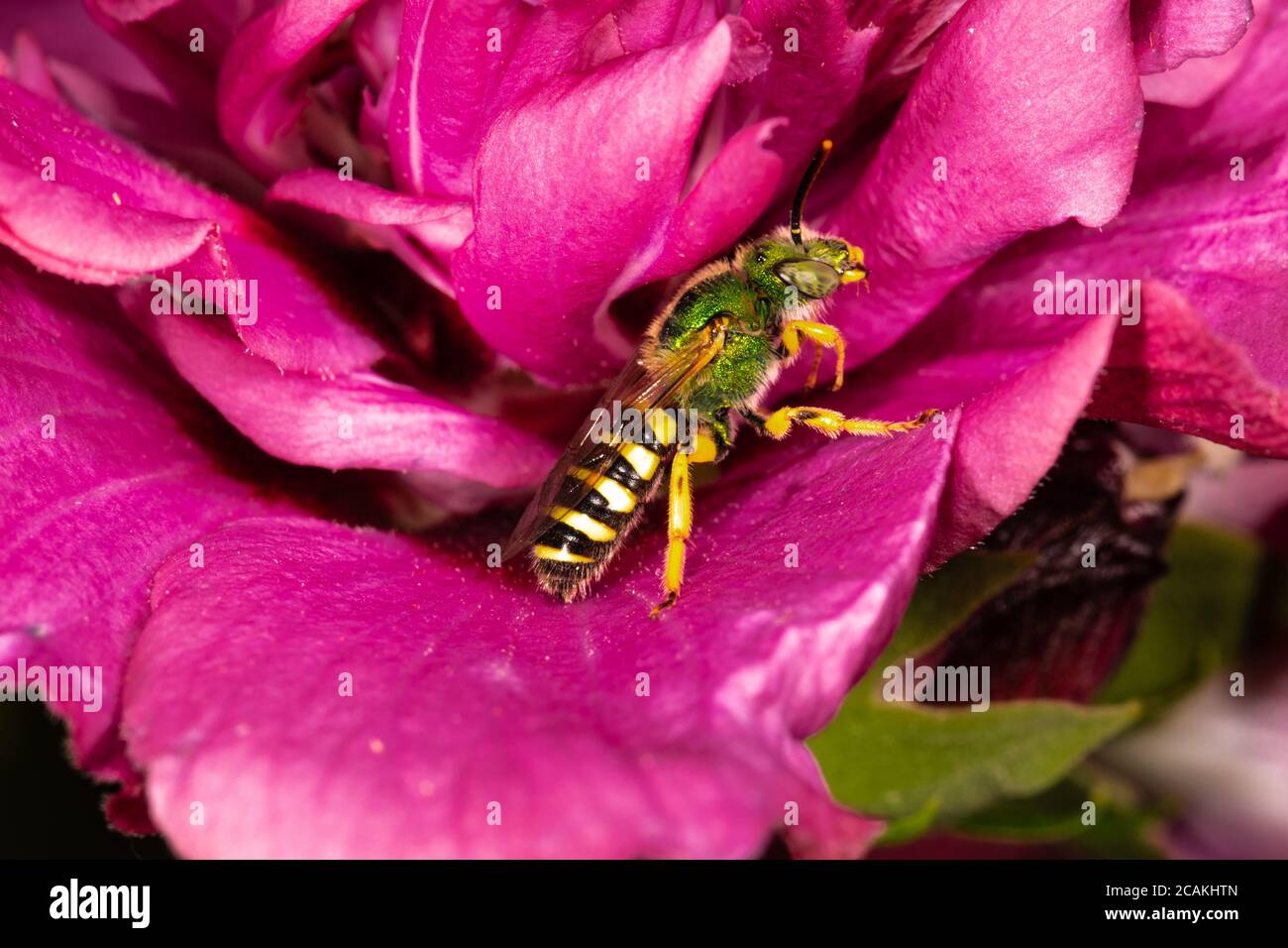Agapostemon Splendens