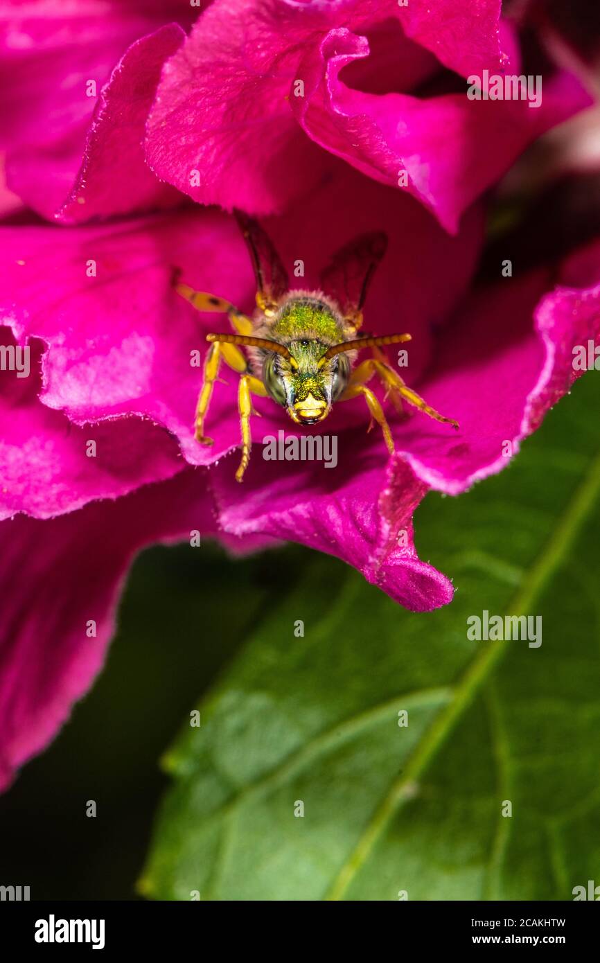 Brown-winged Striped-sweat Bee (Agapostemon splendens) on Hibiscus ...