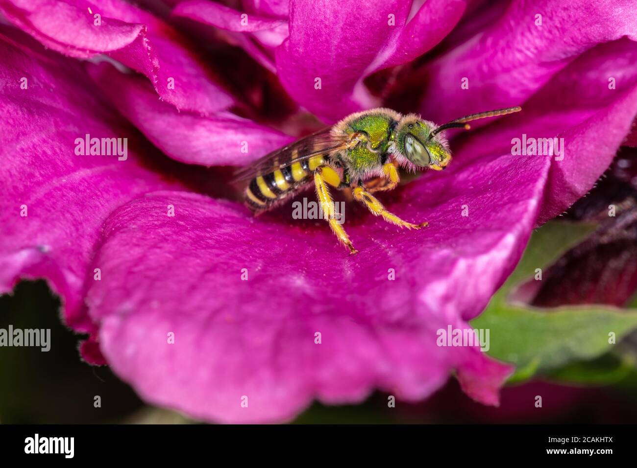Brown winged striped sweat bee hi-res stock photography and images - Alamy