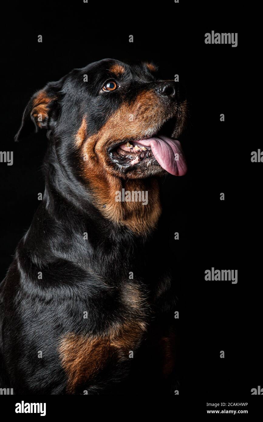 A rottweiler police dog hi-res stock photography and images - Alamy