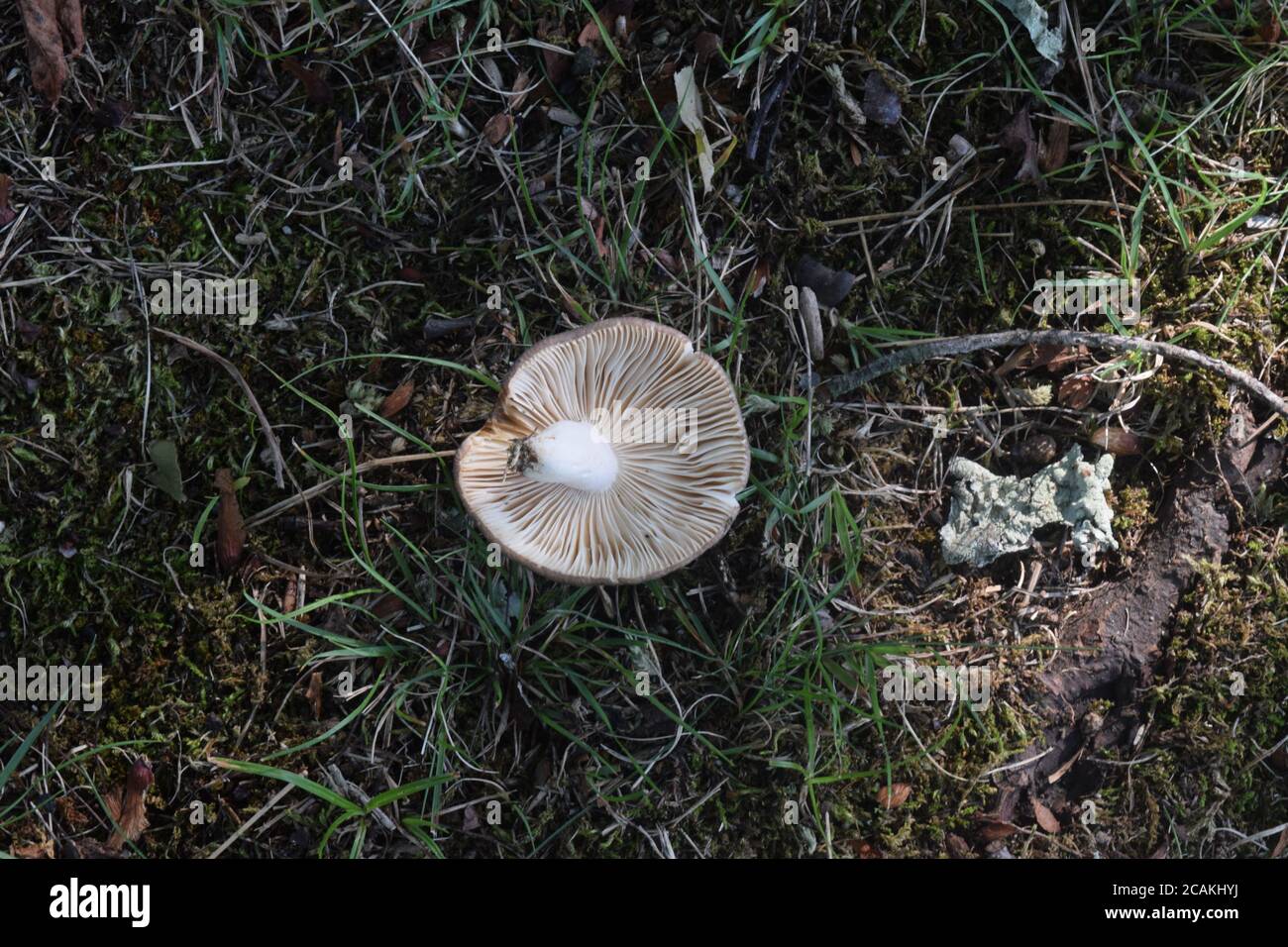 Alive mushroom hi-res stock photography and images - Alamy