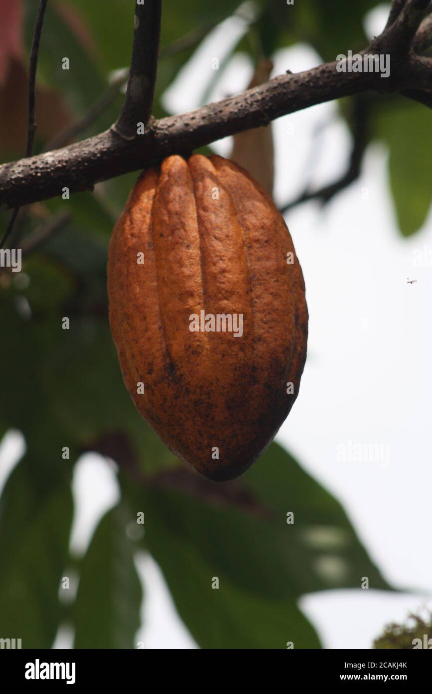 Ripe cacao fruit. Brown Cocoa pods grow on the tree. The cocoa tree ...