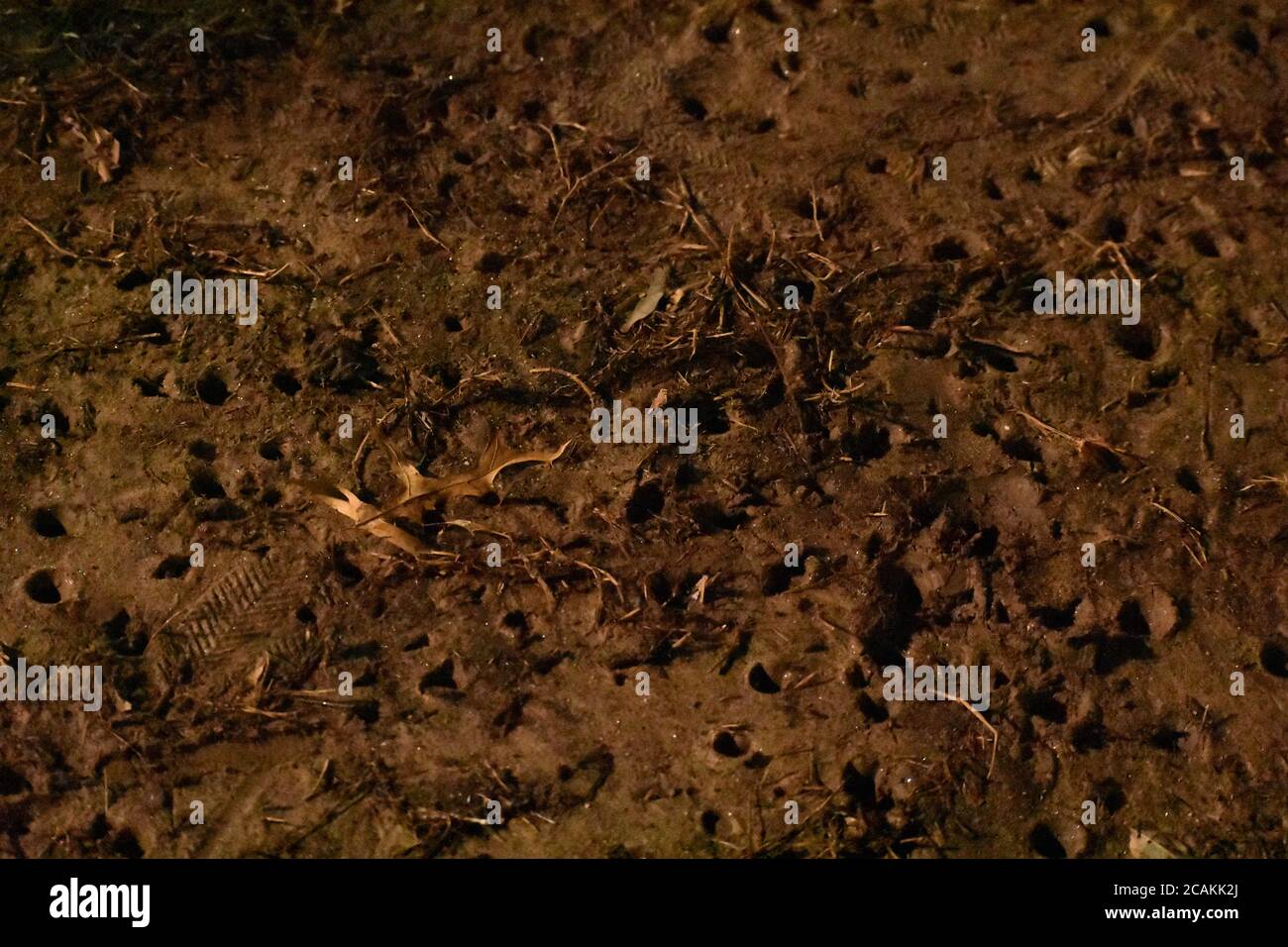 A Patch of Mud Shortly After The Rain Covered in Small Holes from ...