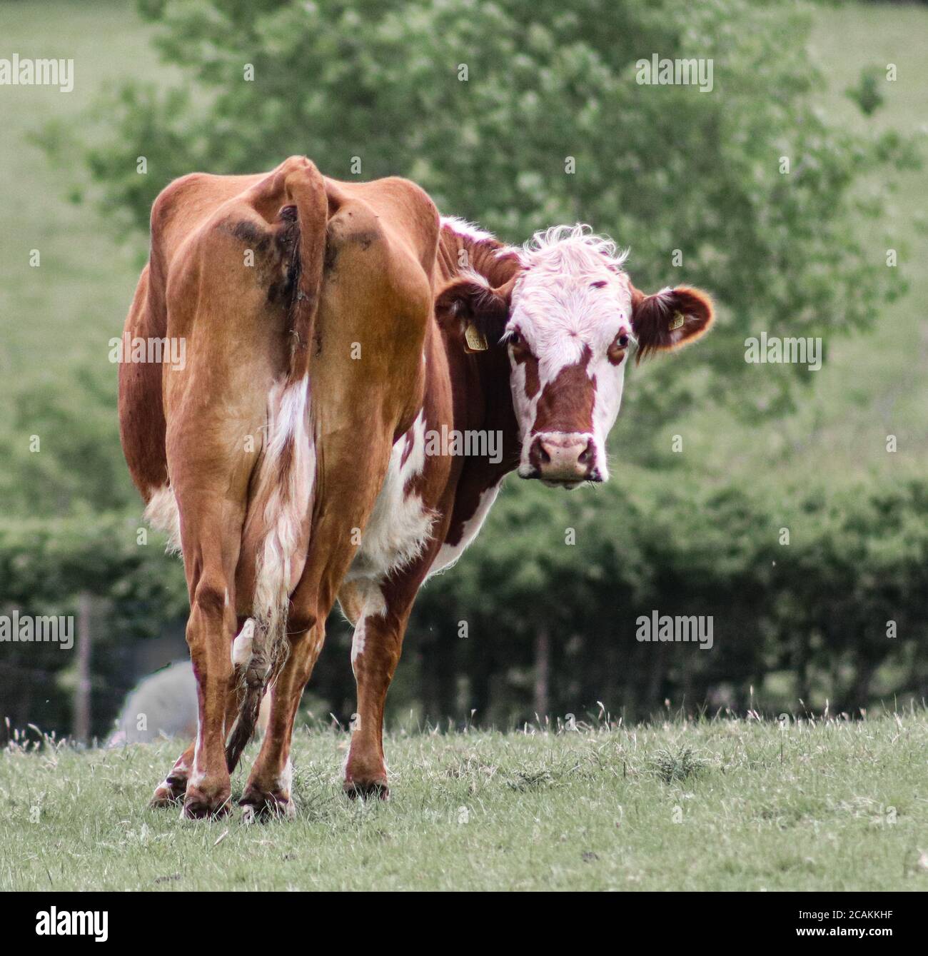 Back cow tail hi-res stock photography and images - Alamy