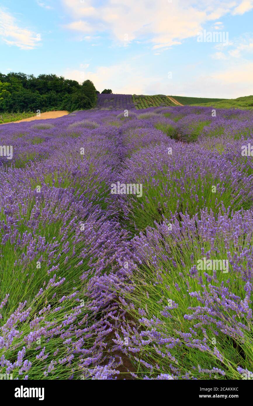 Lavender landscape hi-res stock photography and images - Alamy