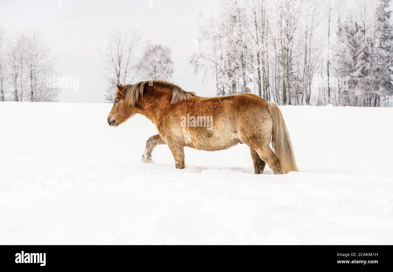 Light brown horse wading through snow on winter field, trees in ...