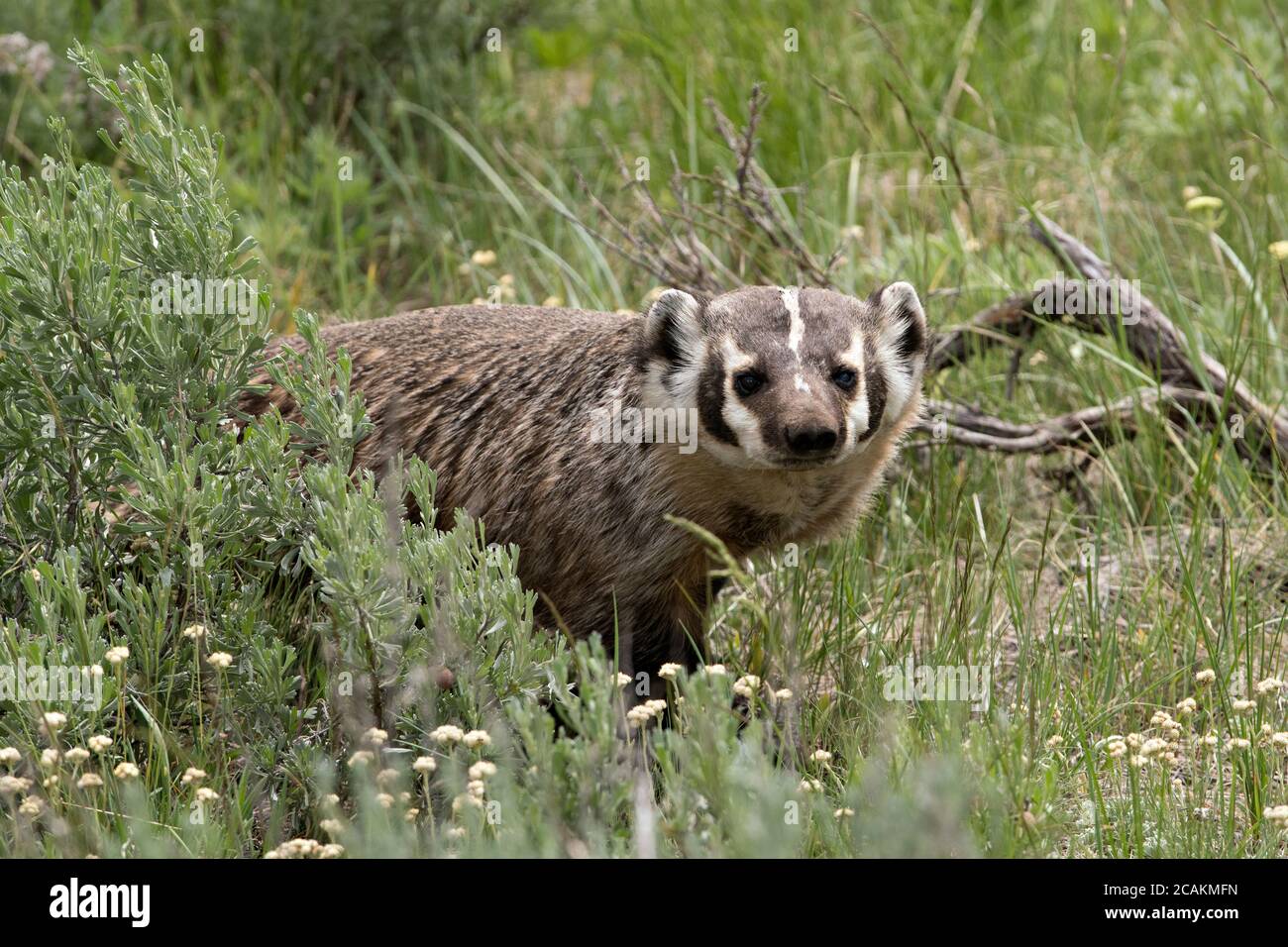 American badger den hi-res stock photography and images - Alamy