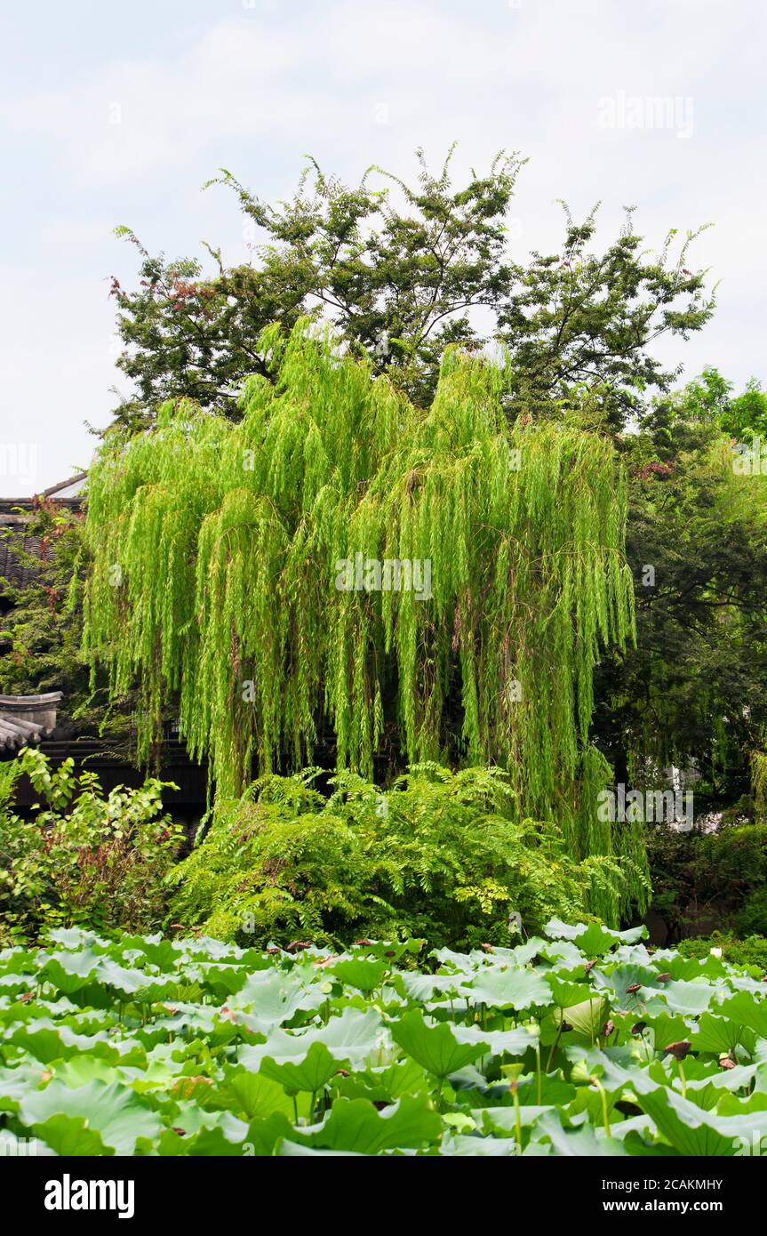 A lotus pond and weeping willow tree in shens garden in Shaoxing China ...