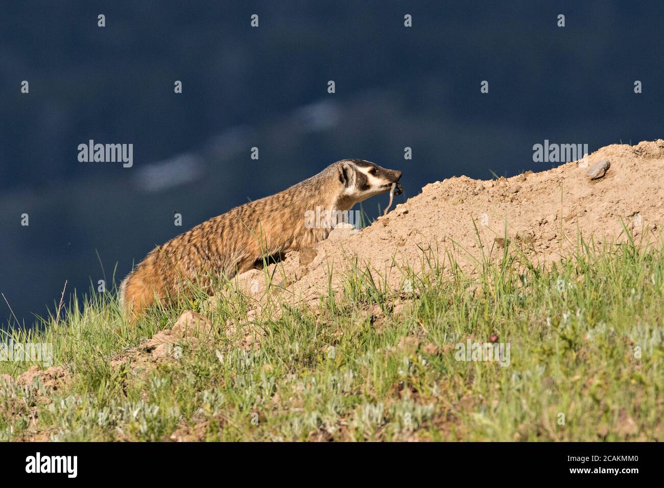 American badger snake hi-res stock photography and images - Alamy
