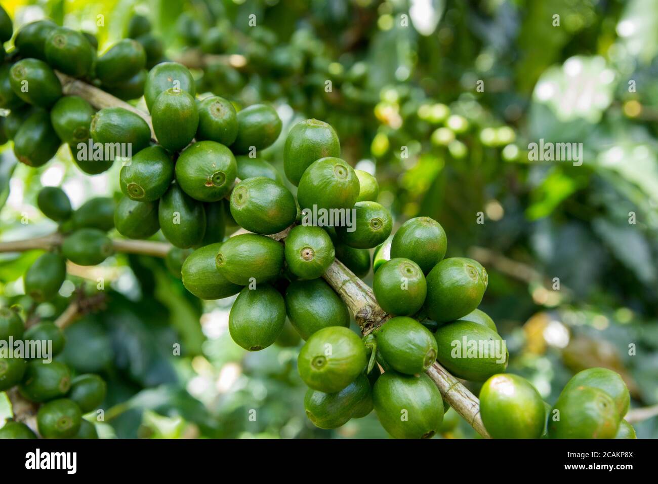 Dark green fruits hi-res stock photography and images - Alamy