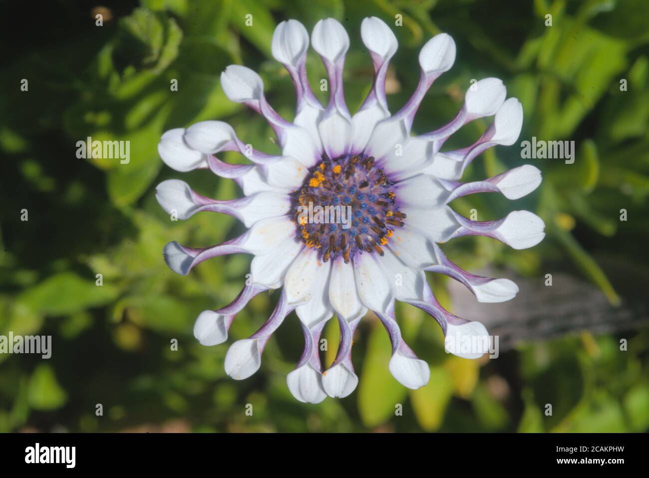 Full vigor hi-res stock photography and images - Alamy
