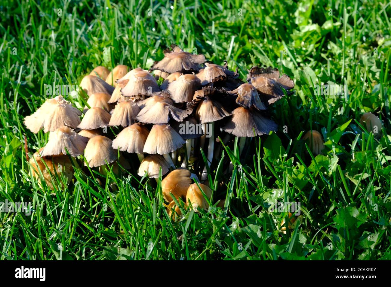 A group of youngish common ink cap mushrooms (Coprinopsis atramentaria ...