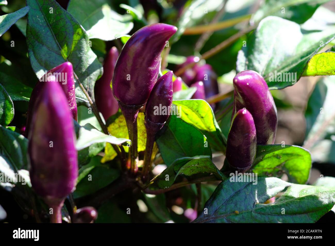 Ornamental purple pepper plant (Capsicum annuum 'Salsa XP'?) with green ...