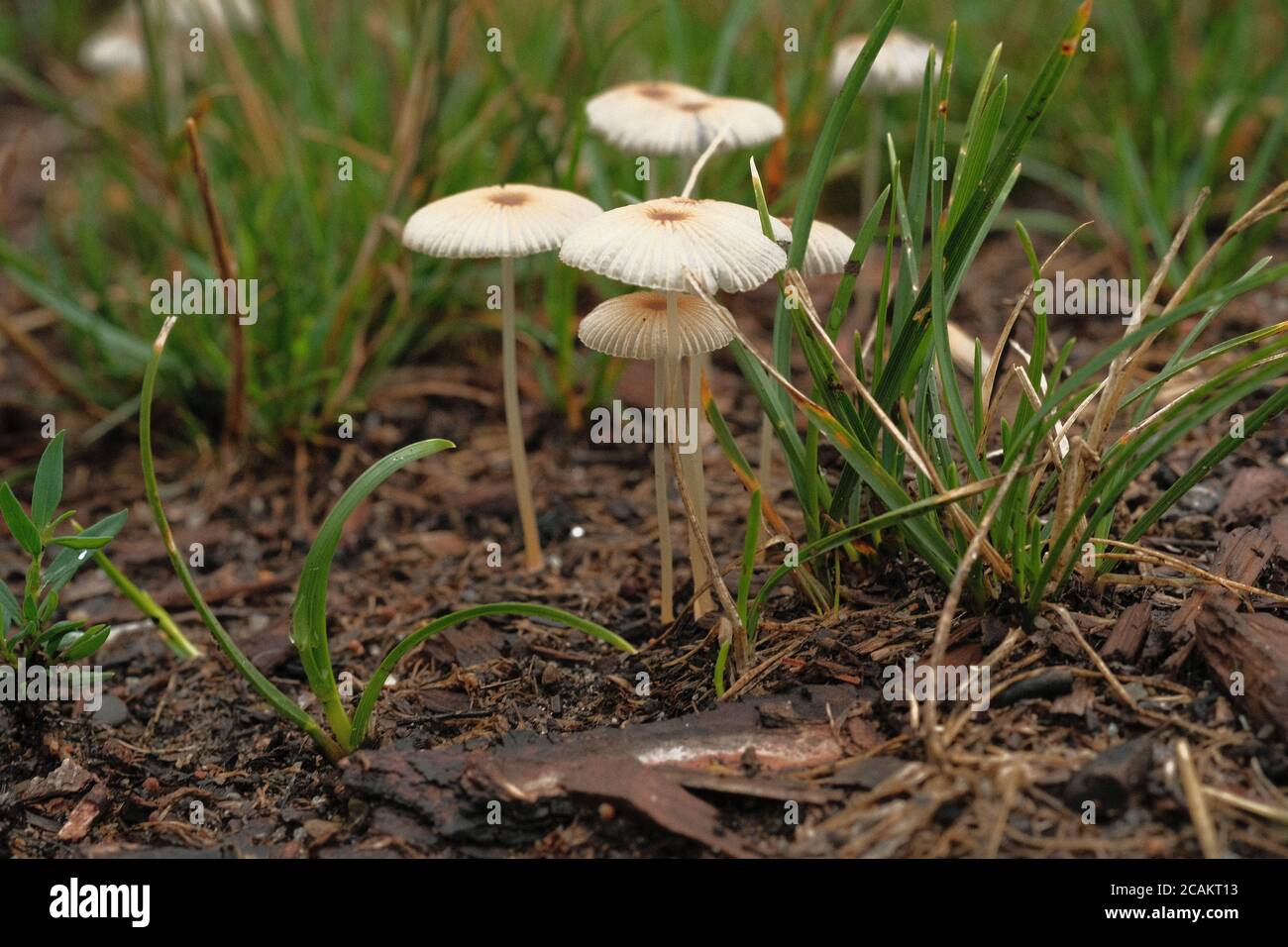 Pleated inkcap mushroom (Parasola plicatilis) showing the distinctive ...