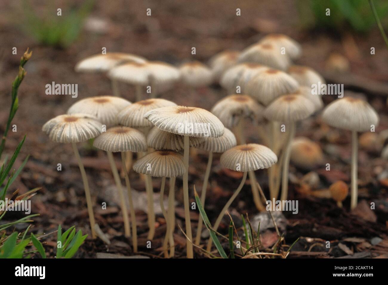 Pleated inkcap hi-res stock photography and images - Alamy