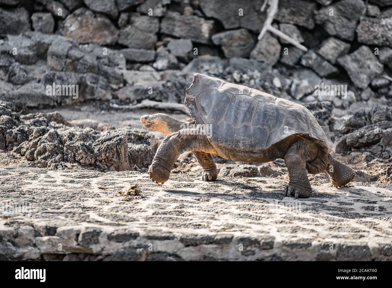 Galapagos Saddleback Tortoise aka Espanola Tortoises or latin G ...