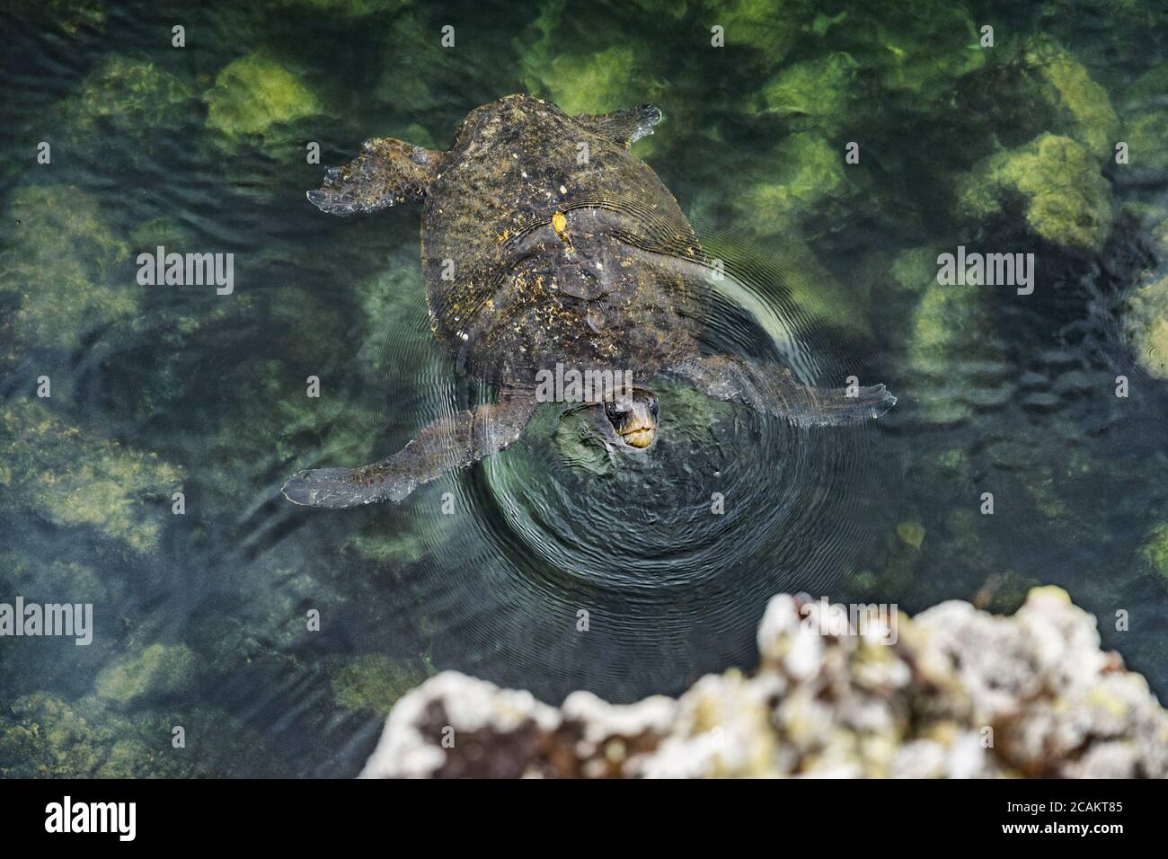 Galapagos green turtle swimming on Galapagos Islands. Snorkeling with ...