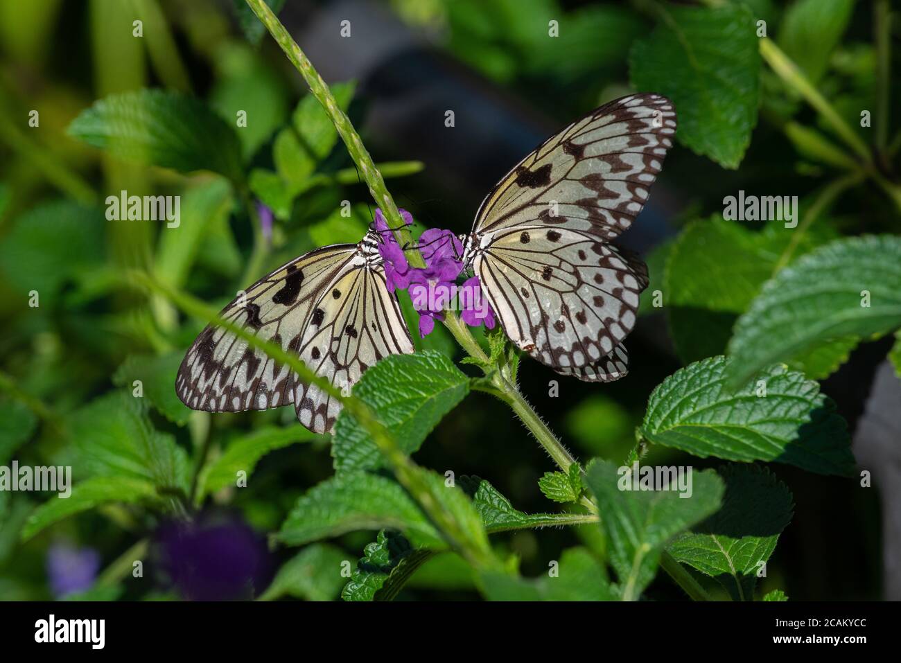 Tree Nymph Butterfly gathering nectar from a purple flower Stock Photo ...