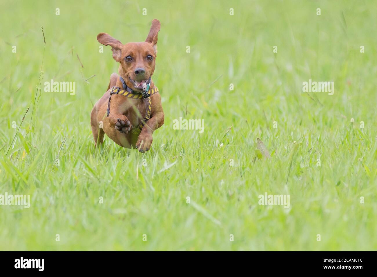 Dog Dachshund running on green grass Stock Photo - Alamy