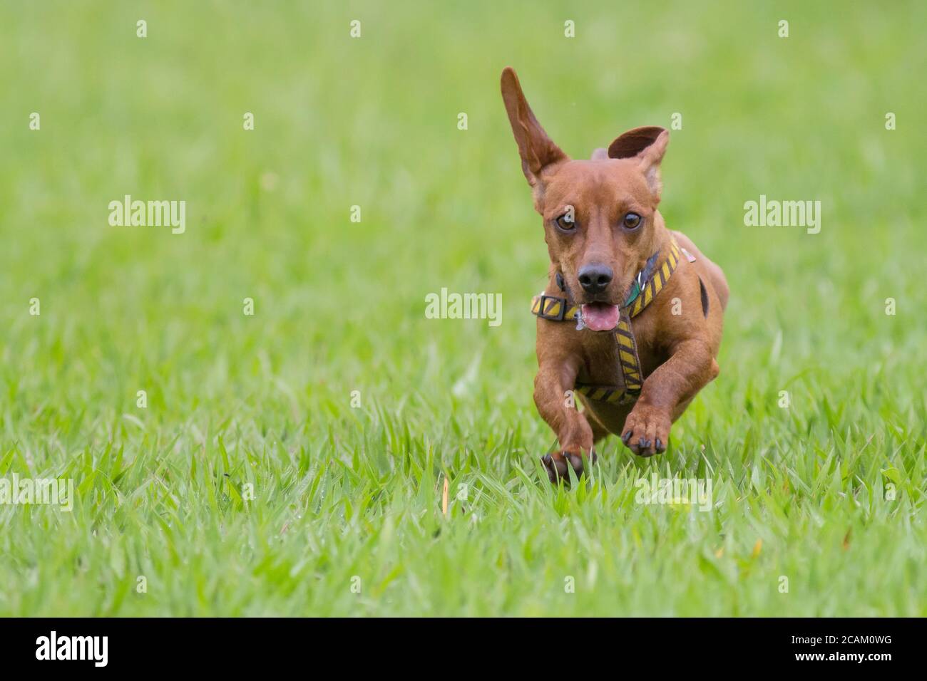 Dog Dachshund running on green grass Stock Photo - Alamy