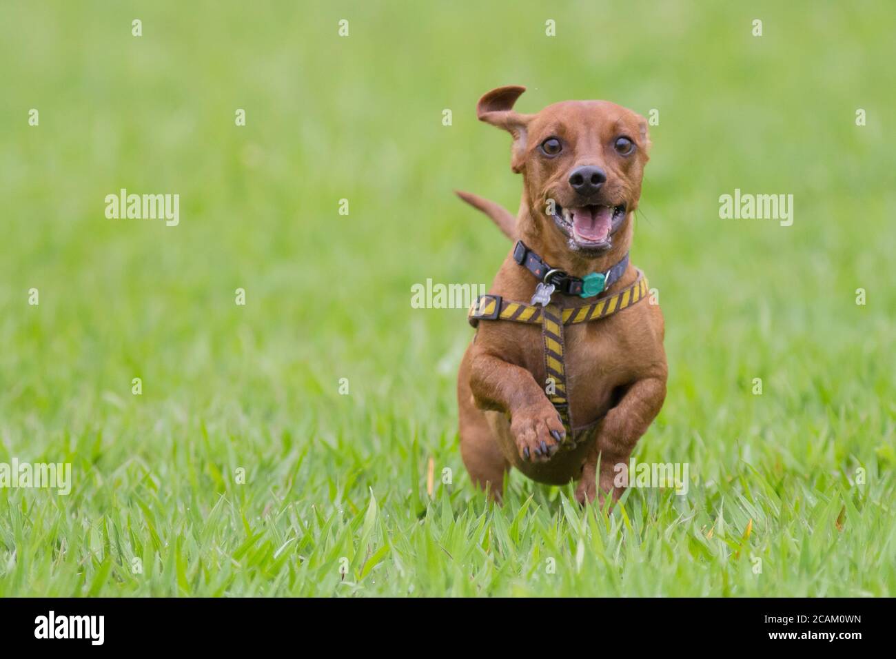Dog Dachshund running on green grass Stock Photo - Alamy