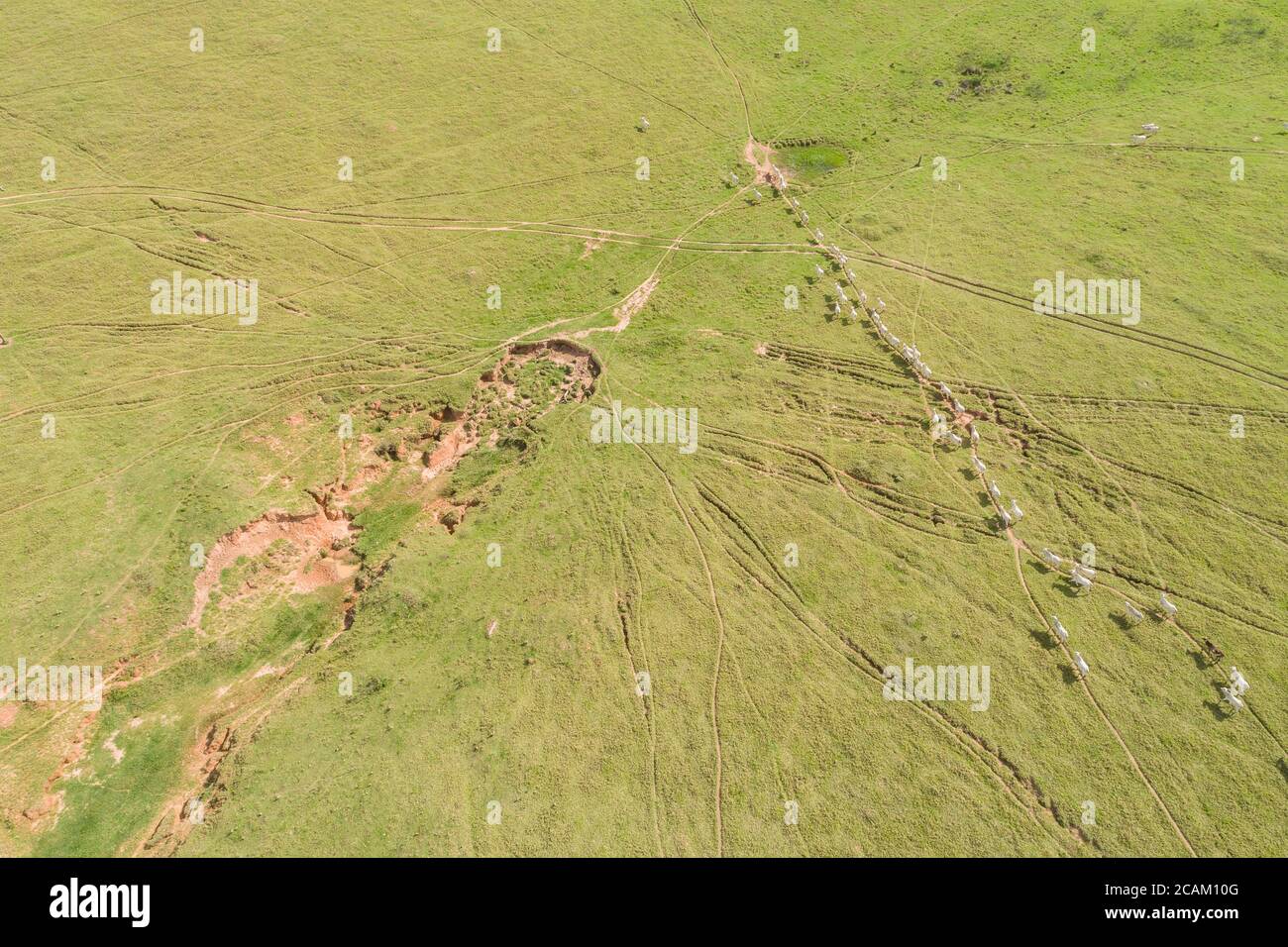 Aerial view of cattle at pasture Stock Photo - Alamy
