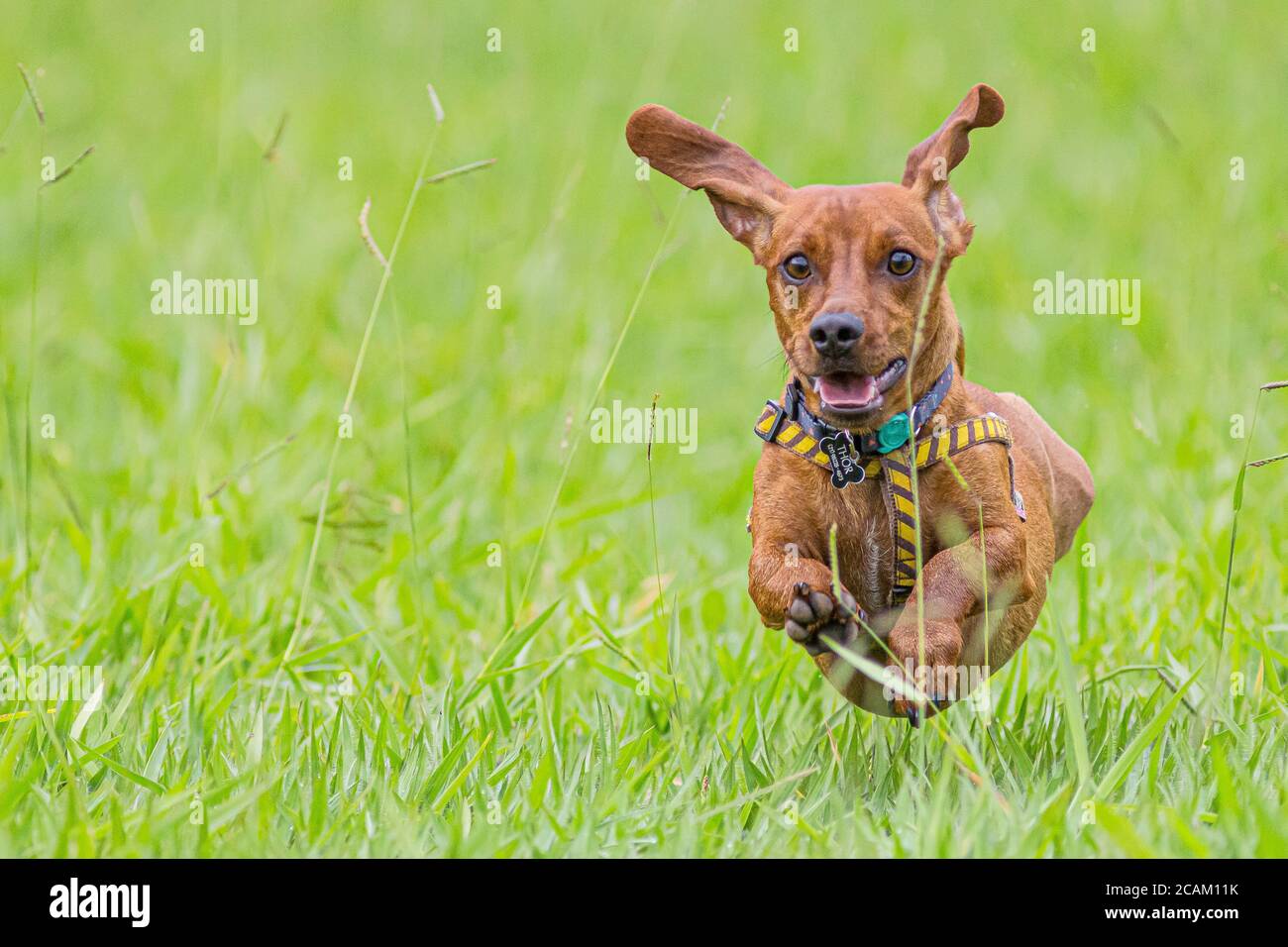 Dog Dachshund running on green grass Stock Photo - Alamy