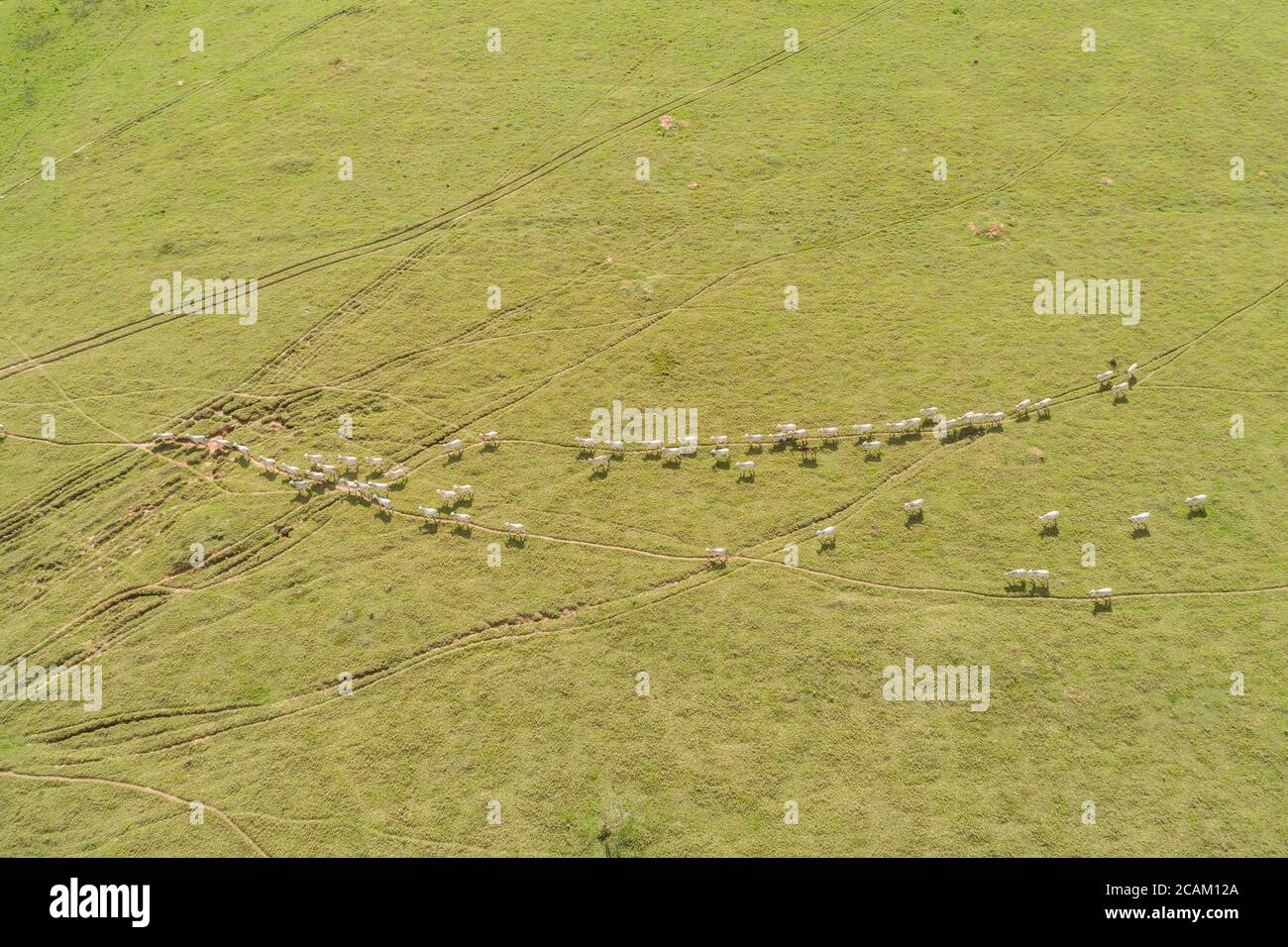 Aerial view of cattle at pasture Stock Photo - Alamy