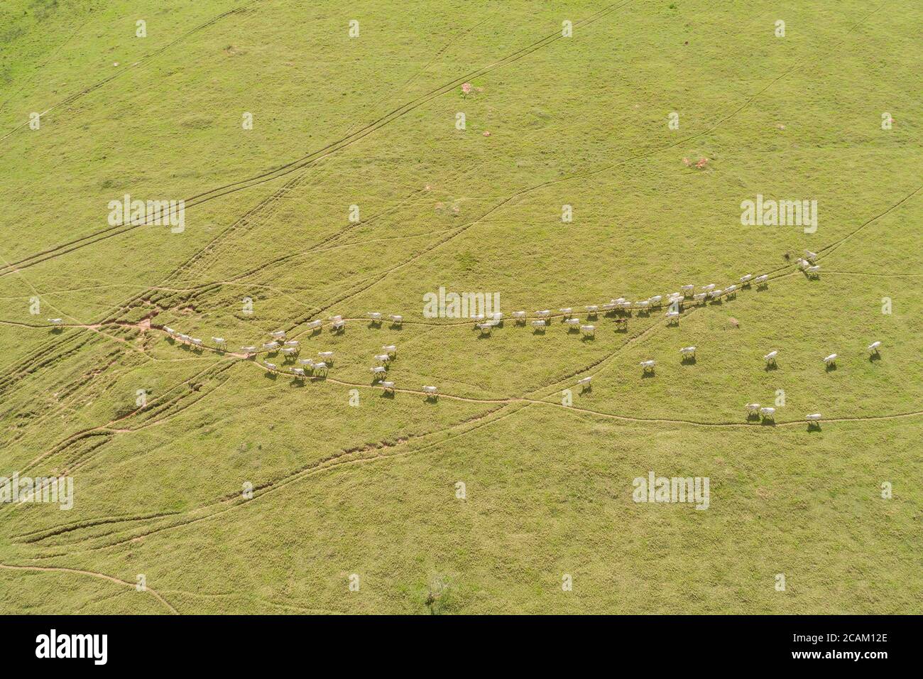 Aerial view of cattle at pasture Stock Photo - Alamy